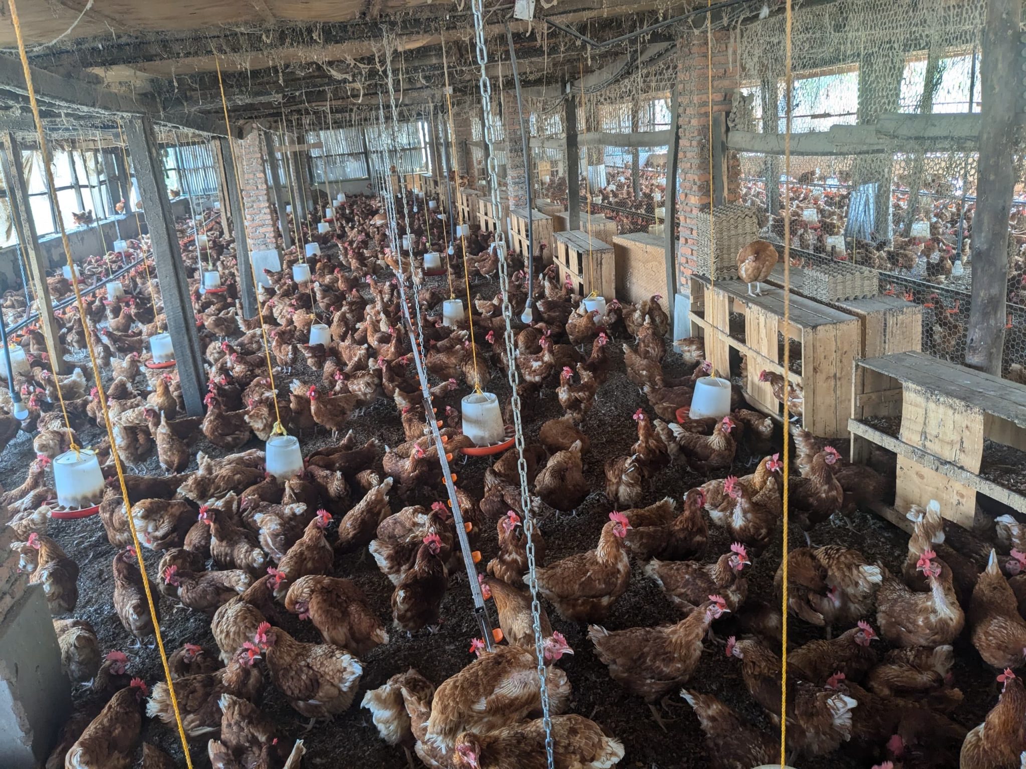 RAWO Partners with Effective Ventures to Promote Chicken Welfare in ...